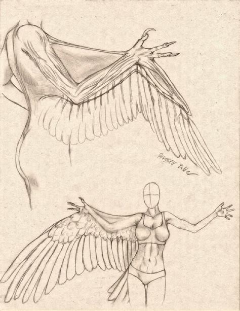 Arm Drawing Wings Drawing Wings Art Drawing Base Figure Drawing