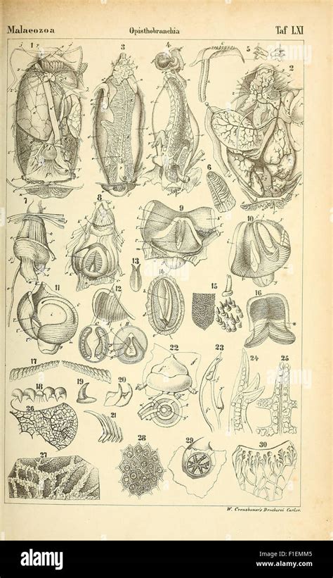 A Comprehensive 19th Century Work On The Classification Of The Animal