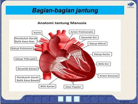 Tekanan Zat Cair Hidrostatis Pascal Bejana Berhubunganpptx