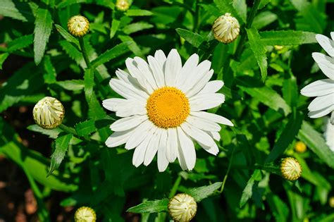 데이지 흰색 꽃 흰 Pixabay의 무료 사진 Pixabay