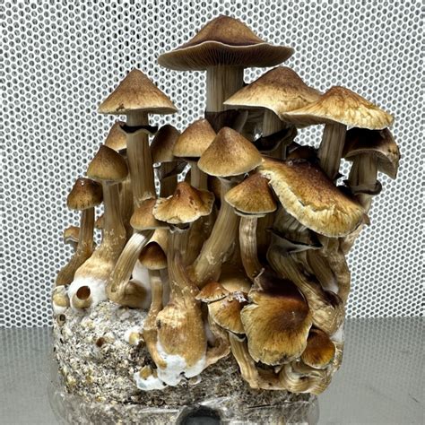 Gamma Wave Basement Culture