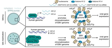 Nat Commun：核酸结合蛋白sfpq通过促进组蛋白h1表达抑制eb病毒裂解再激活 化工日常