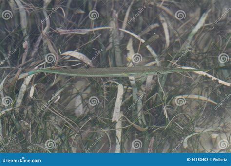 Needle Nose Fish Stock Image Image Of Salt Tropical 36183403