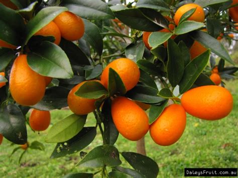 Buy Nagami Kumquat Fruit Trees Fortunella Margarita