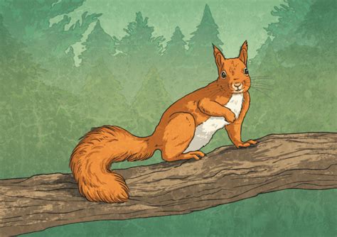 Main Clause Main Clause Sentence Examples Twinkl