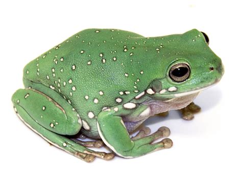 Whites Tree Frog Morphs