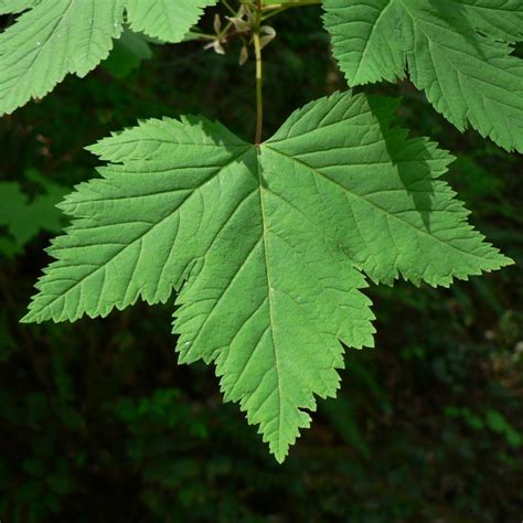 Douglas Maple Natural Edge