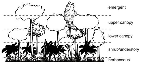Agroforest Structure And Descriptive Terms Used Here For The Layers
