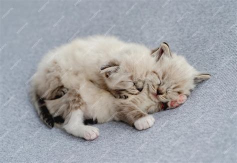 Premium Photo Two Adorable Little Fluffy Ragdoll Kittens Sleeping Together On Light Blue