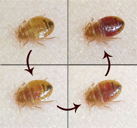 How Often Do Bed Bugs Reproduce At William Gainey Blog