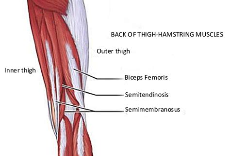 Hamstring Strain Exercises From A Pilates Perspective