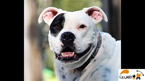 سگ نژاد امریکن بولی همراه با سایر مشخصات نژادی و رفتاری فارسی پت