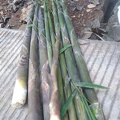 Jual Rebung Bambu Muda Shopee Indonesia