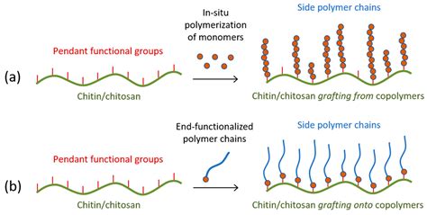 Chitosan Derivatives Introducing New Functionalities With A Controlled