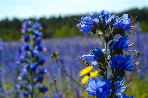 Vipers Bugloss Hd Wallpapers