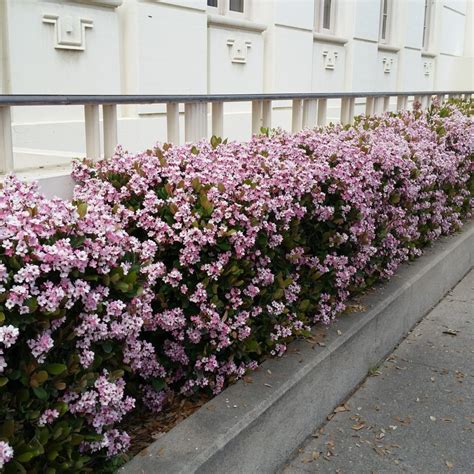 Raphiolepis Ballerina Potted Trees Patio Flowers Bee Friendly Garden