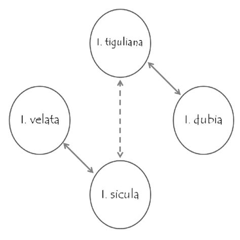 Graphic Showing The Morphological Relationships Based On The Number Of Download Scientific