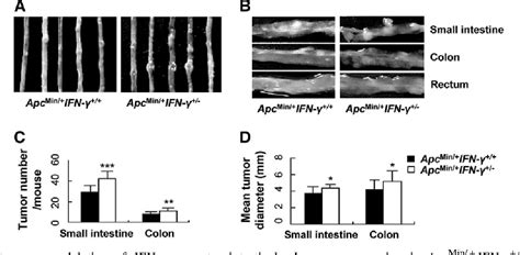 Figure 3 From Deficiency Of Interferon Gamma Or Its Receptor Promotes Colorectal Cancer