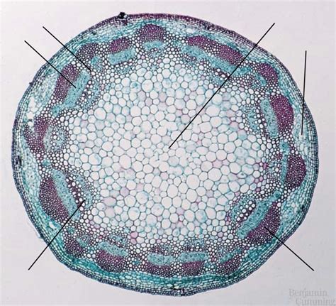 Dicot Stem Internal Structure Diagram Quizlet