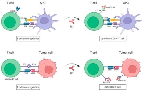 A New Mode Of T Cell Suppression By Lag 3 Immune Checkpoint