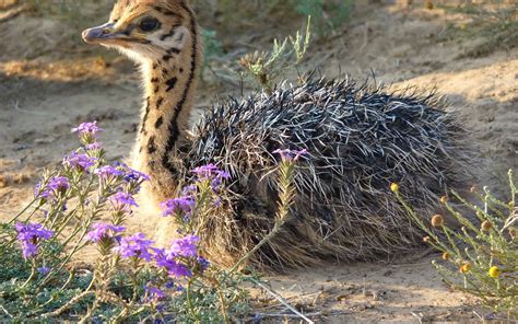 What Does An Ostrich Look Like Without Feathers