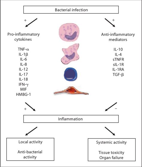 Figure 1 From The Systemic Pro Inflammatory Response In Sepsis