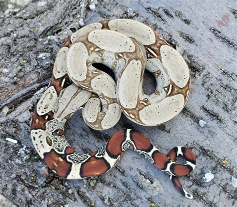 Pucallpa Peruvian True Red Tailed Boa Constrictor By Scarlet And Grey