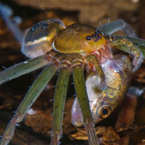 Glass Frog Eating A Spider