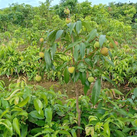 无核荔枝树无核荔枝苗无核荔枝大山谷图库