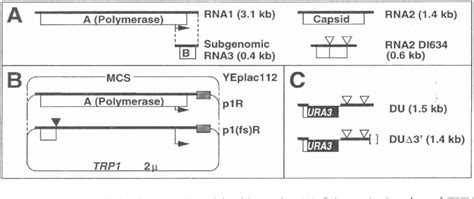 Figure 1 From Complete Replication Of An Animal Virus And Maintenance