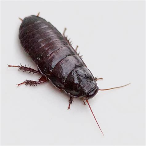 Wood Roach Cryptocercus Wrighti Bugguidenet