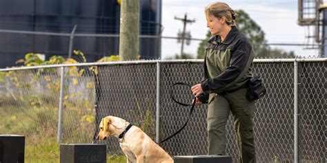 Trained Dogs High Tech Sensors Inside The Fight Against School Vaping
