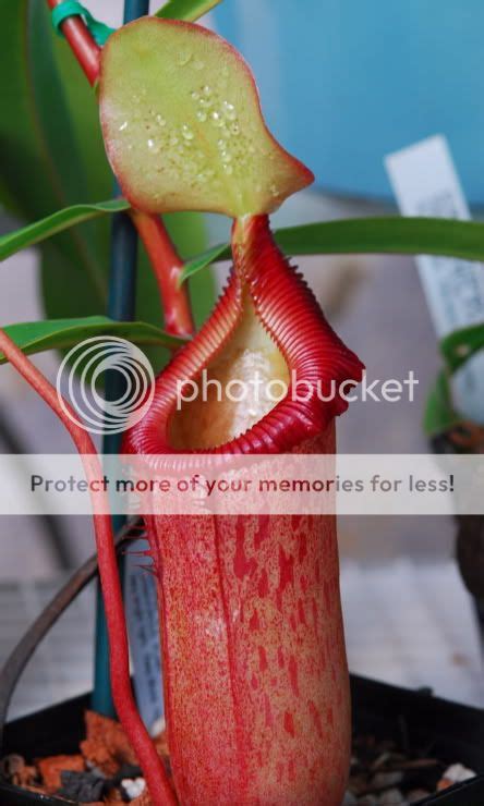 Nepenthes X Sibuyanensis X X Trusmadiensis Photos
