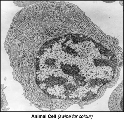 Animal Cells Under An Electron Microscope
