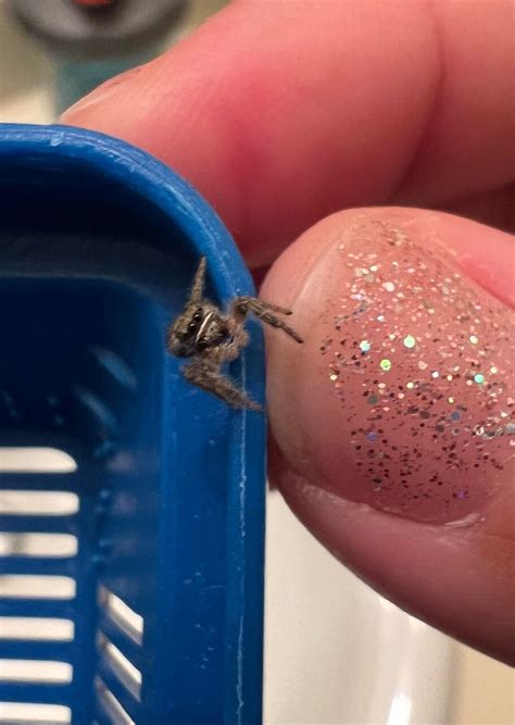 We Found This Spider Help Id Sex And Age R Jumpingspiders