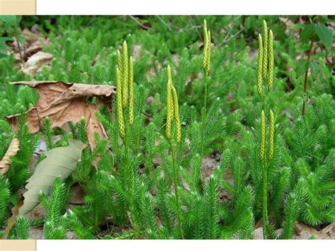 Отдел Плауновидные – Lycopodiophyta - презентация онлайн