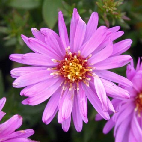 Aster dumosus 'Rosenwichtel' (Kissen-Aster) – Stauden Ratgeber