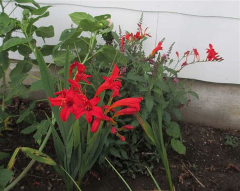 Garden Fancy July Flowers