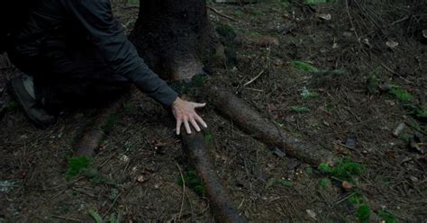 A Walk Through Woods For The Trees La Mire 01