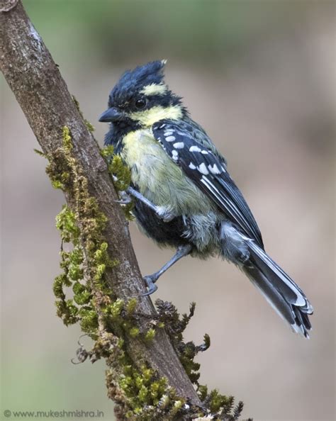 Birds Of Dandeli