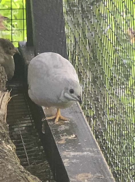 Button Quail