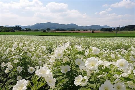 韩国庆南南部的白木槿commiphora Latifolia盛开背景图片免费下载海报banner高清大图千库网图片编号6966011
