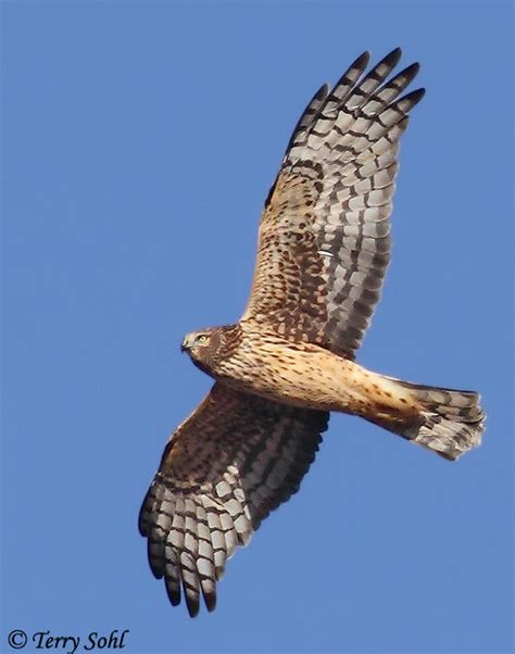 Northern Harrier Female