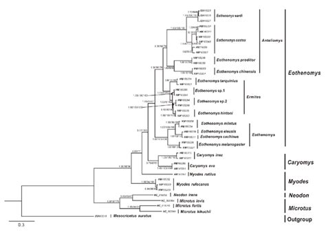 Consensus Bayesian Tree 50 Majority Rule Resulting From Analyses Of