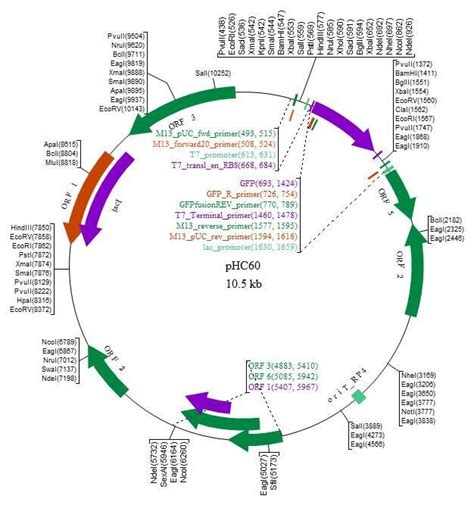Phc 60 Plasmid Vector Download Scientific Diagram