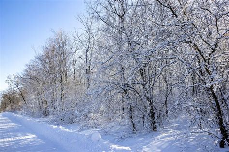 Do You Need Pest Control During Winter Sigma Pest Control