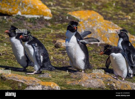 Southern Rockhopper Penguin Eudyptes Chrysocome Group Ascending To