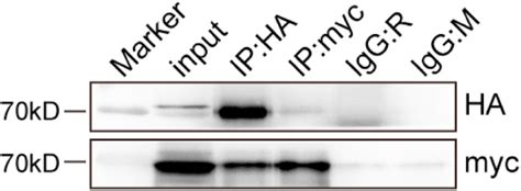 Fig Co Immunoprecipitation Analysis Of The Interaction Between