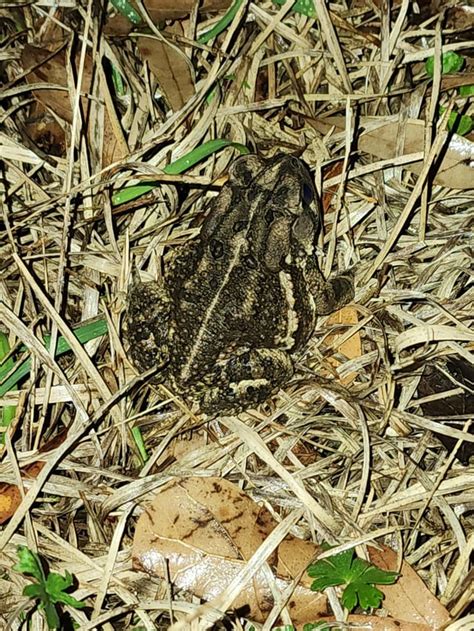 Help Identifying My Toad Friend Rtoads