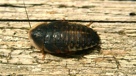 A Large Cockroach Caught In A Glass Jar The Cockroach Lies At The
